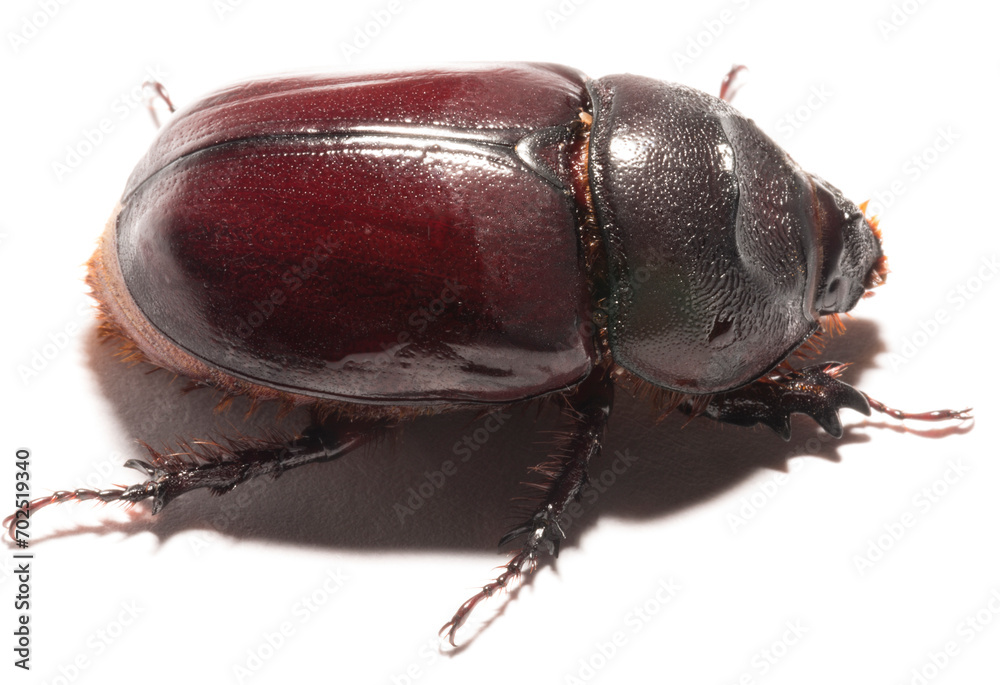 European rhinoceros beetle (Oryctes nasicornis) is a large flying ...