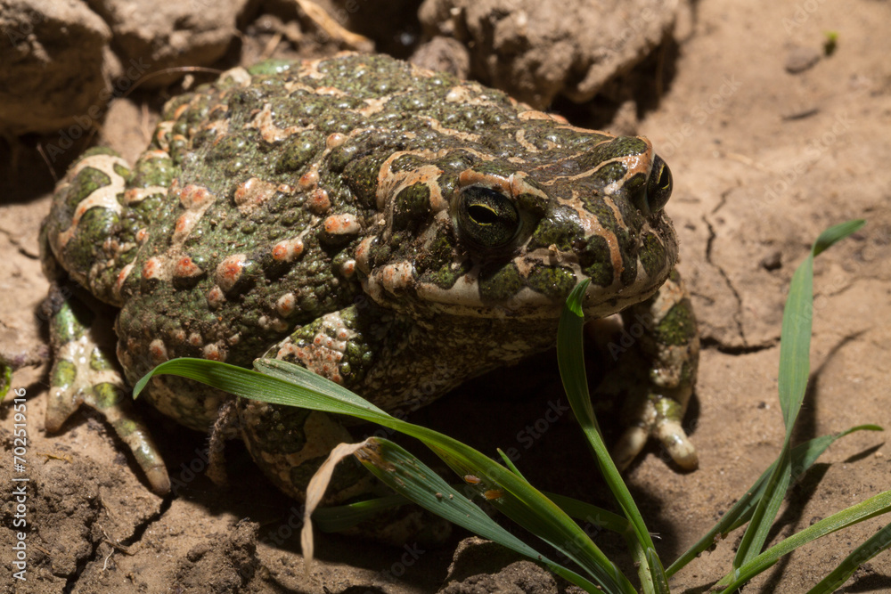 European green toad. Bufotes viridis. An amphibian sits on the ground ...