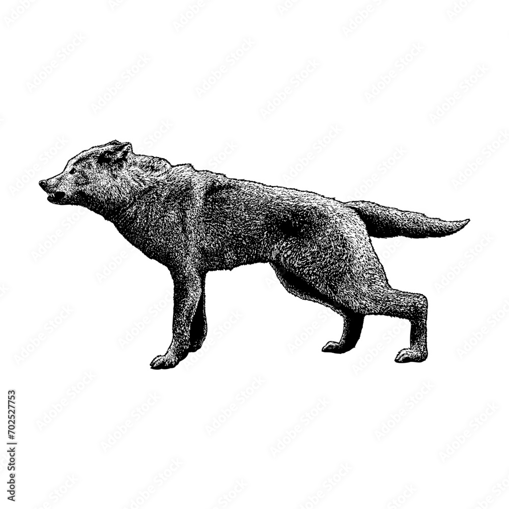 Dire wolf hand drawing vector isolated on white background. Stock ...