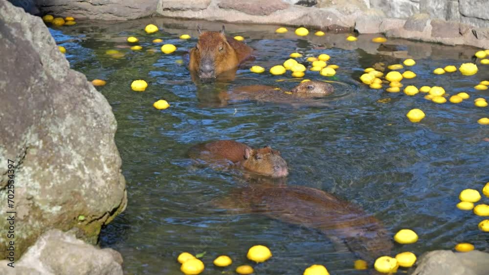 Vidéo Stock Slow motion view of cute Capybara taking a hot spring bath ...