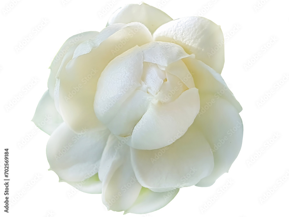 Single white flower of Grand Duke of Tuscany, Arabian white jasmine ...