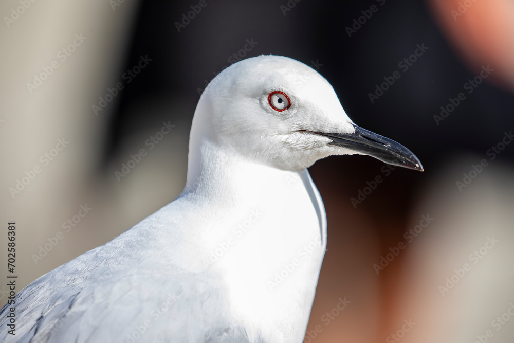 The black-billed gull (Chroicocephalus bulleri) is a Near Threatened ...