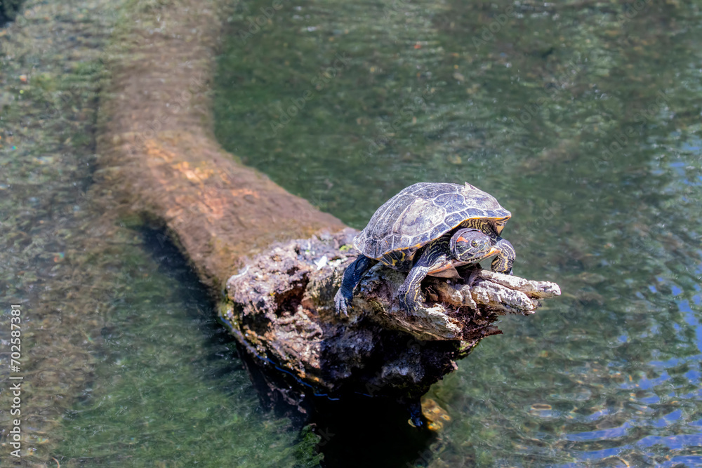 The red-eared slider (Trachemys scripta elegans) bask in the sun. It is ...