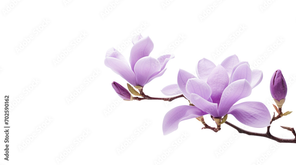 Purple magnolia flower, isolated on transparent and white background ...