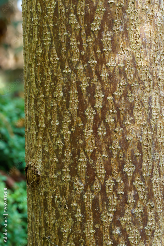 Texture of Paulownia tomentosa bark on blurry background of natural ...