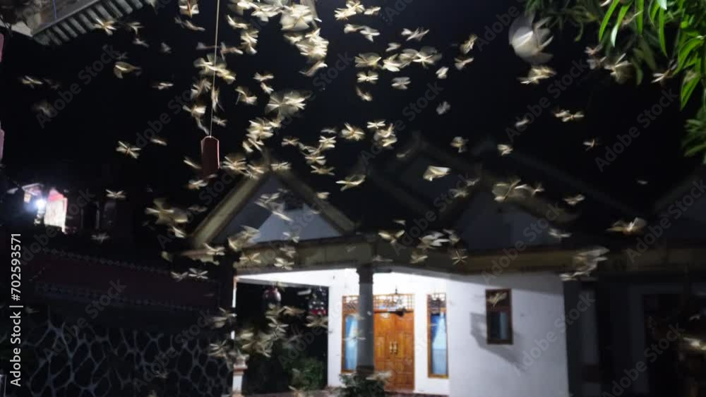 Flying termite colonies seek light for mating rituals. Termite life ...