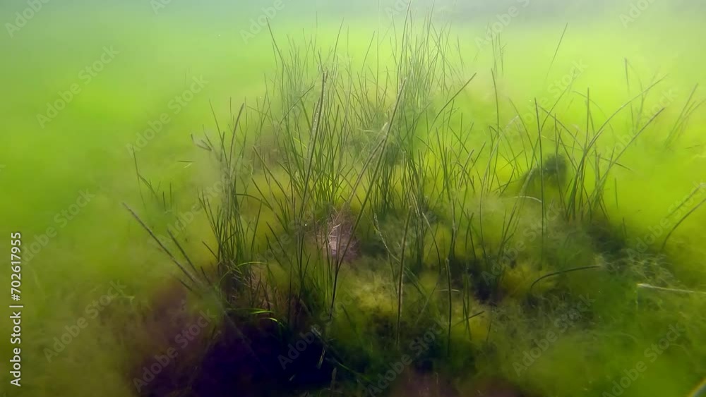 Dense thickets of fluffy green and red algae with sea grass, slow ...