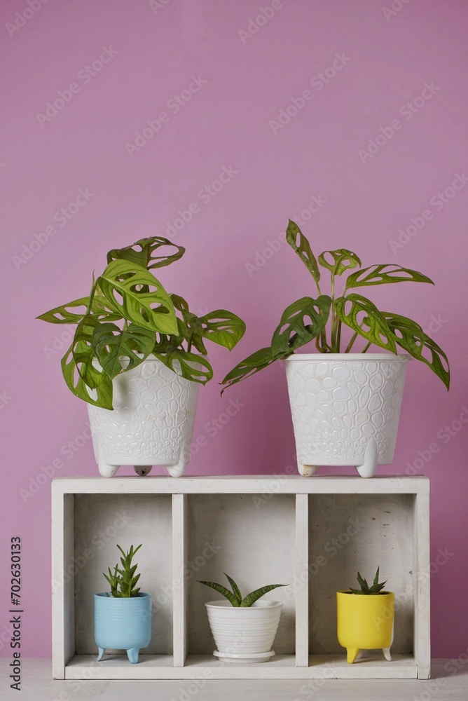 Various type of indoor plants with pink background. Indoor plants such ...