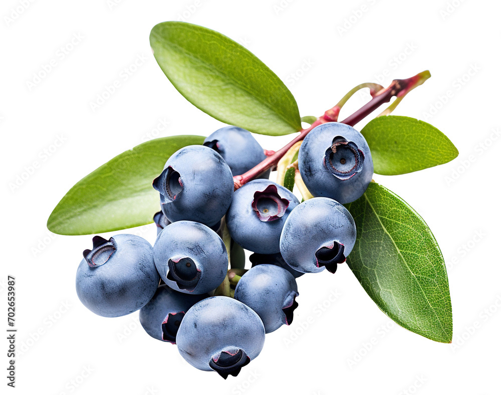 Branch of delicious ripe blueberries, cut out Stock Photo | Adobe Stock
