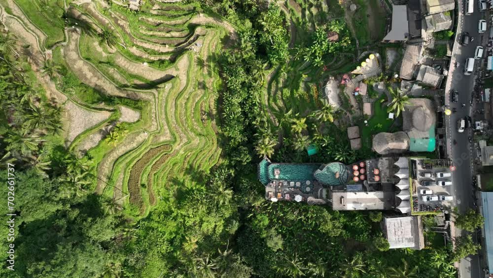 bali ubud rice field rice terrace indonesia swimming pool infinity pool ...
