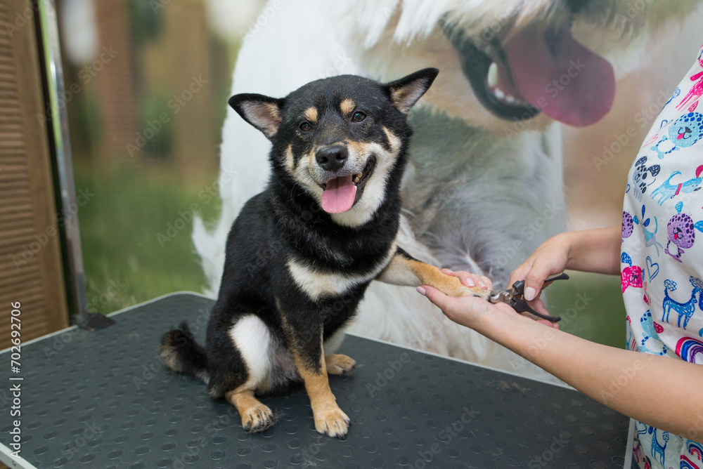the process of cutting a Shiba Inu dog's claws using a nail clipper ...