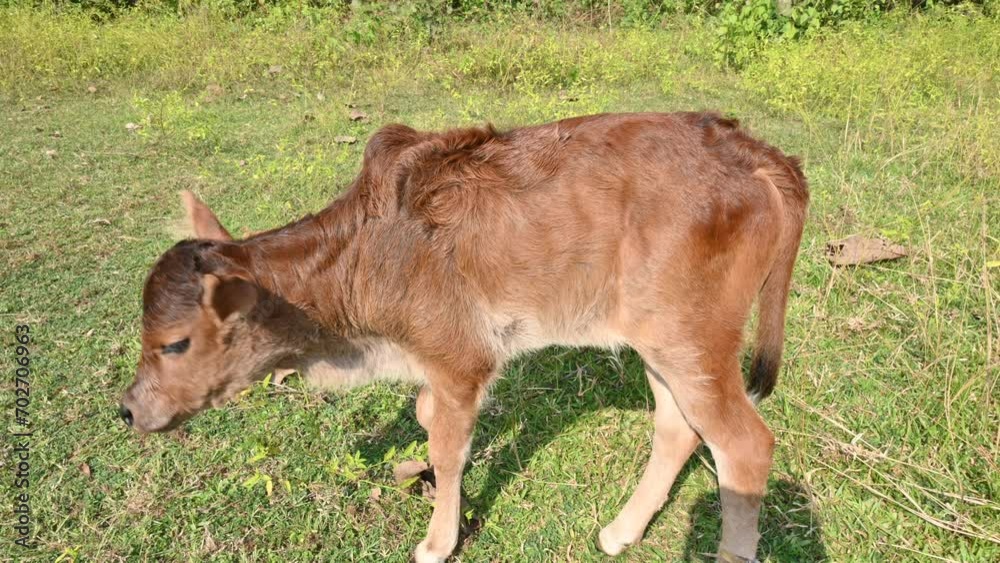 Beautiful calf in green field. Indian calf in the field. Cute Baby cow ...