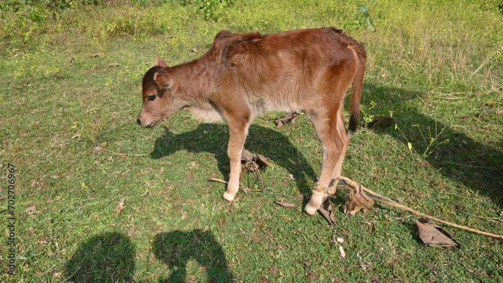 Beautiful calf in green field. Indian calf in the field. Cute Baby cow ...