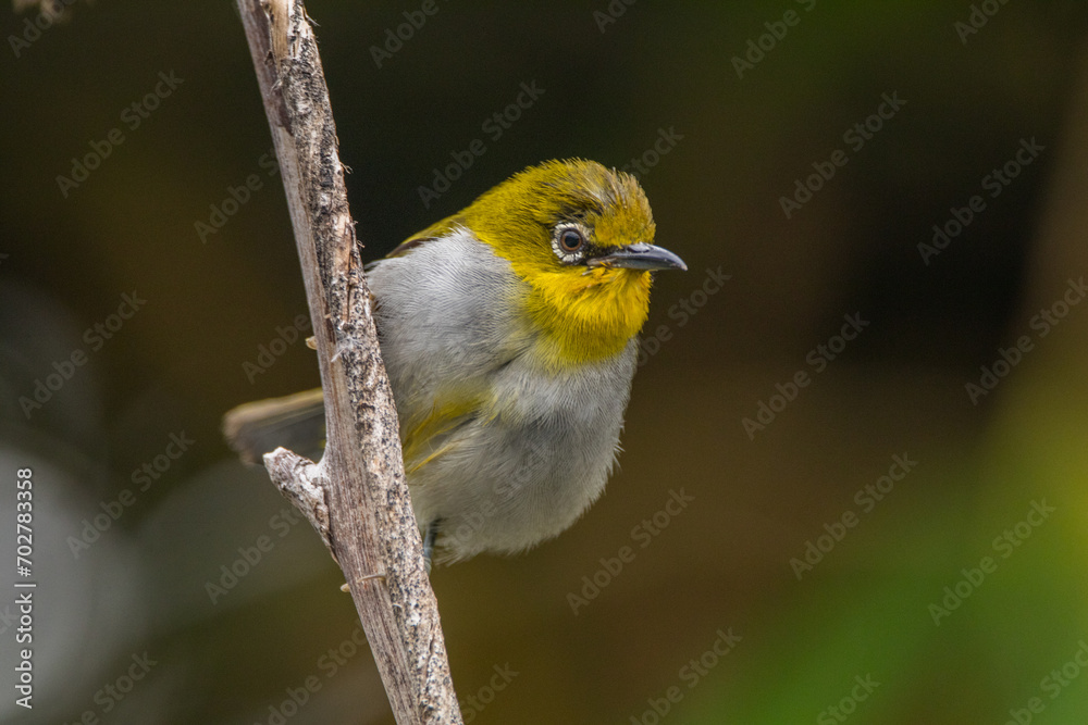 The Indian white-eye (Zosterops palpebrosus), formerly the Oriental ...
