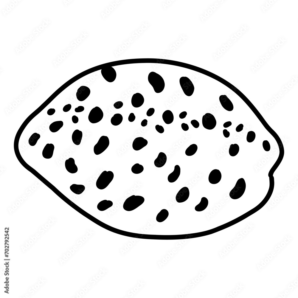 Tiger cowry Sea Shell isolated on a transparent. Vector illustration in ...