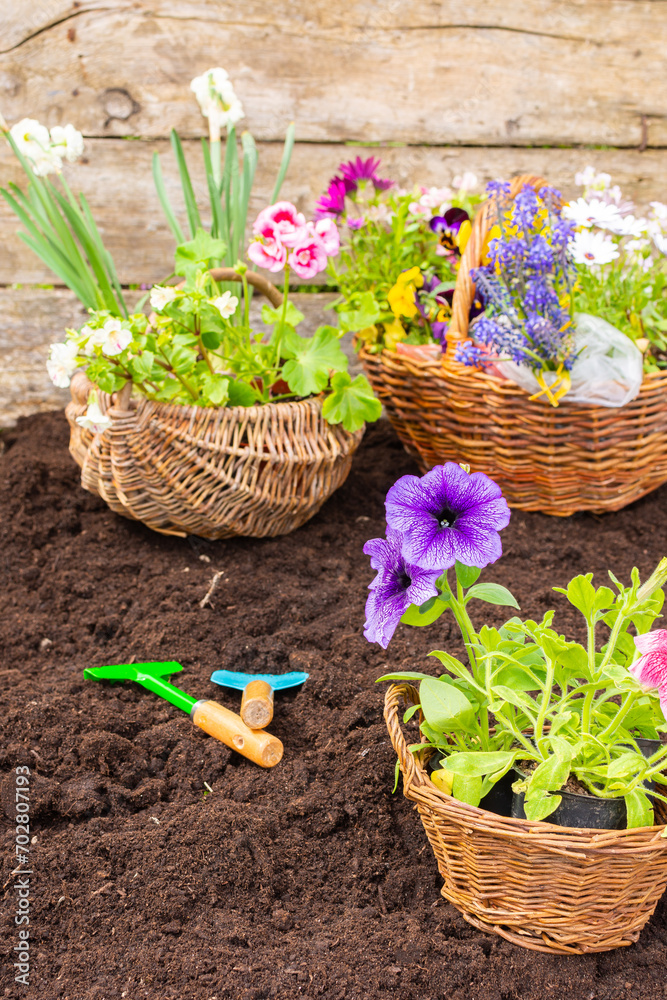 Transplanting spring flowers from a pot into the ground, Geranium and ...