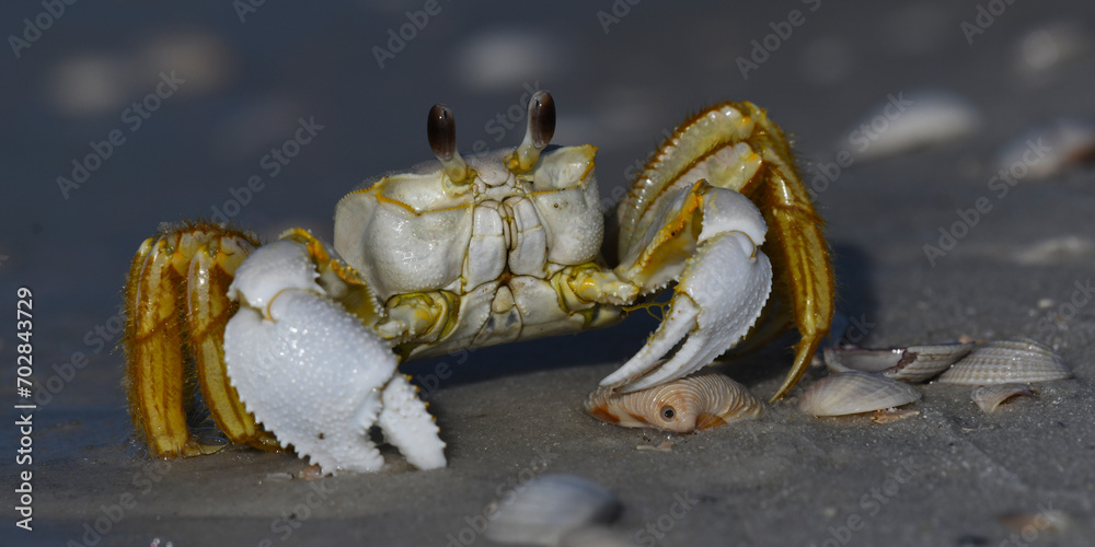 Ghost Crab on shoreline with shells Stock Photo | Adobe Stock