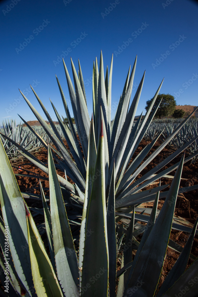 Campo de agave Tequilana wever con el que se produce tequila durante el ...