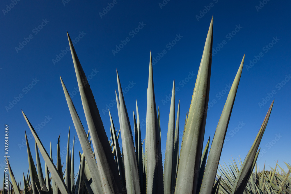 Campo de agave Tequilana wever con el que se produce tequila durante el ...