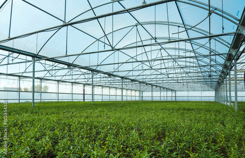 Massive industrial greenhouse filled up by growing plants Stock Photo ...