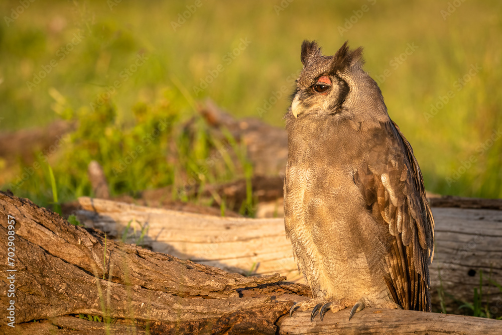 Verreaux's Eagle Owl, Bubo lacteus, also known as the milky eagle owl ...