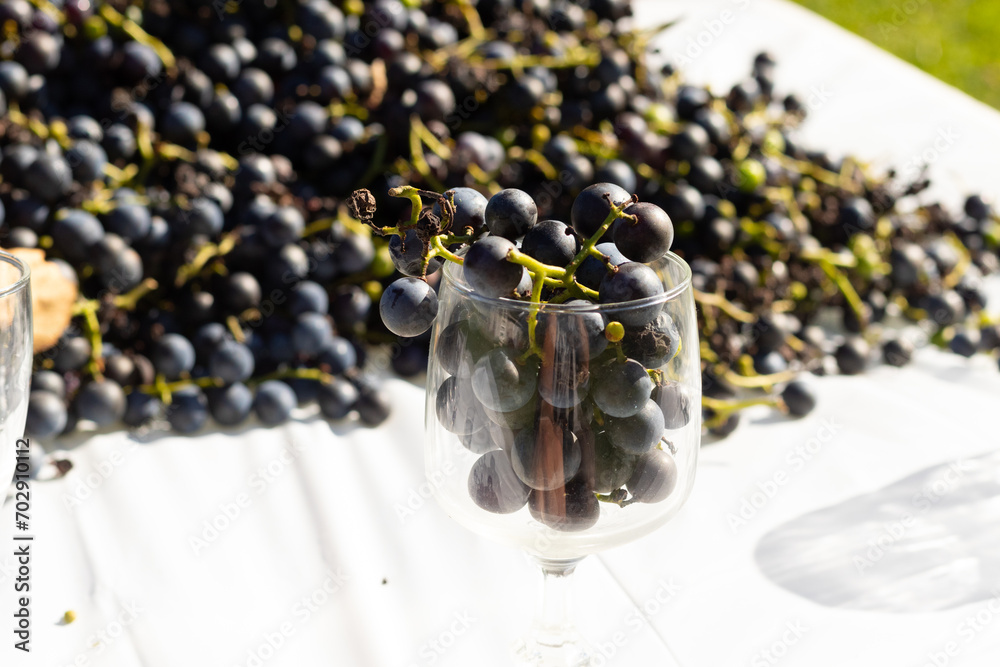 I love the look of these concord grapes all around and some sitting in ...