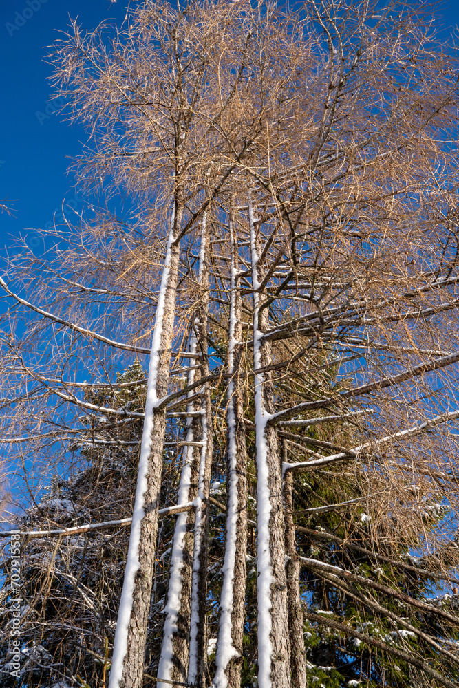 Climate change. Forest dieback in Tyrol, Austria. Snow on the trunks of ...