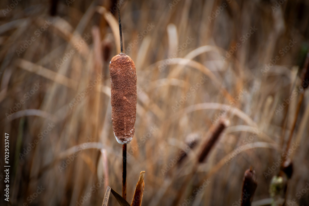 Cattails in a small wetland area in the Pacific Northwest. Blooming ...