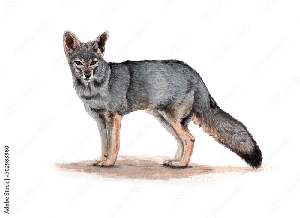 Ilustración en acuarela de Zorro Gris o Chilla (Lycalopex griseus ...