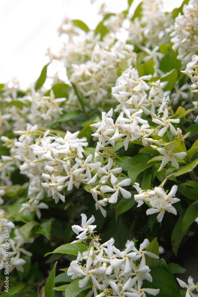 Chinese star jasmine - Trachelospermum jasminoides in bloom Confederate ...
