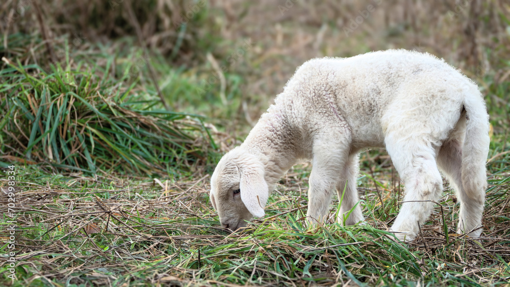 A sweet lamb grazing in a meadow Stock Photo | Adobe Stock