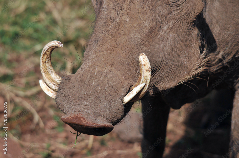 Warthog or Common Warthog (Phacochoerus africanus) is a wild member of ...