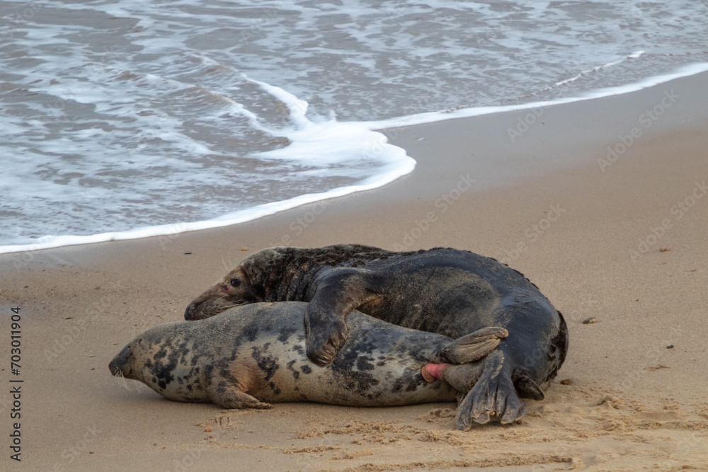 Male and female Atlantic seal mating during breeding season on the ...