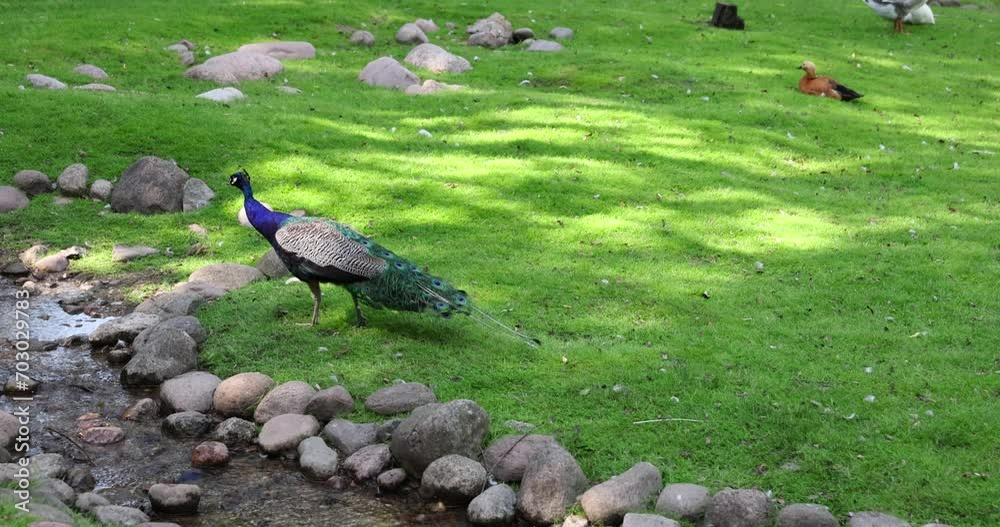 different types of birds living on the farm, an open zoo with different ...