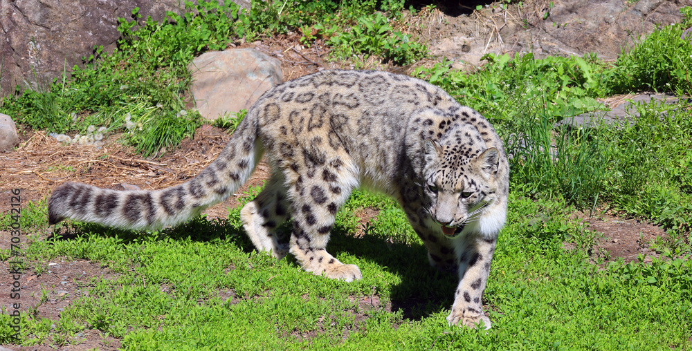 The snow leopard is a large cat native to the mountain ranges of ...