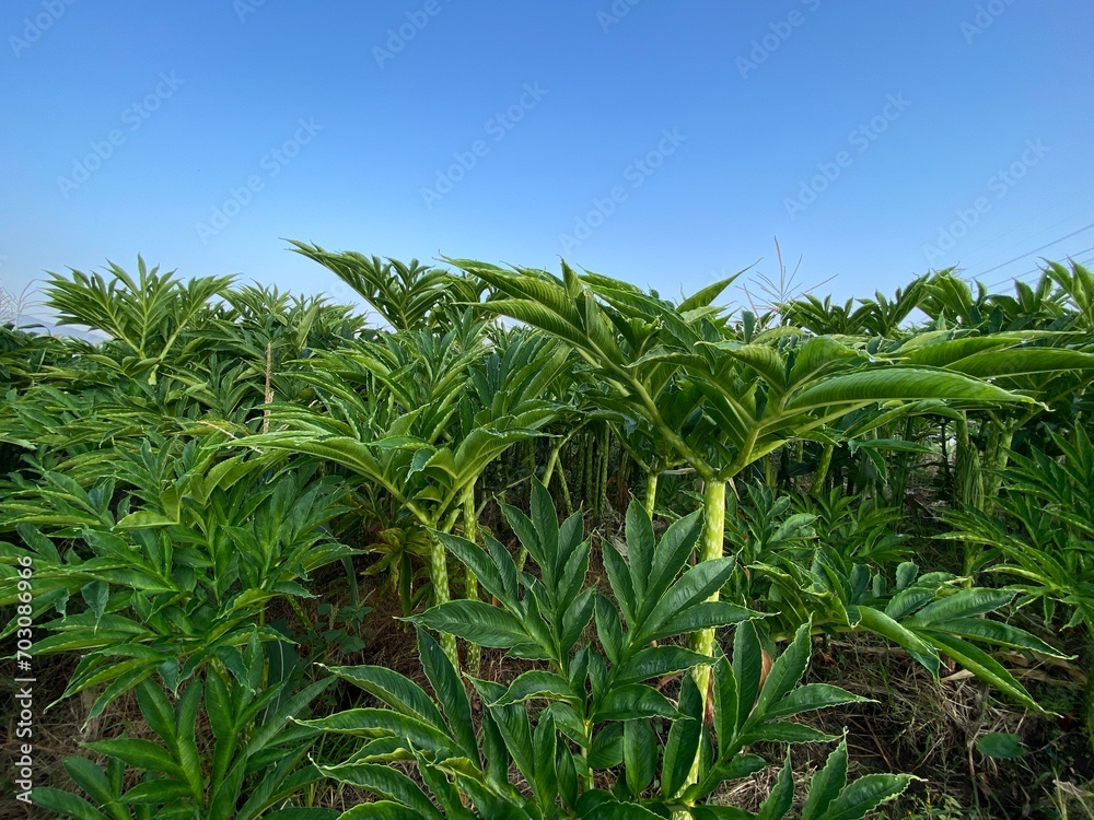 Porang or tuber plant (Amorphophallus muelleri) crop agricultural field ...