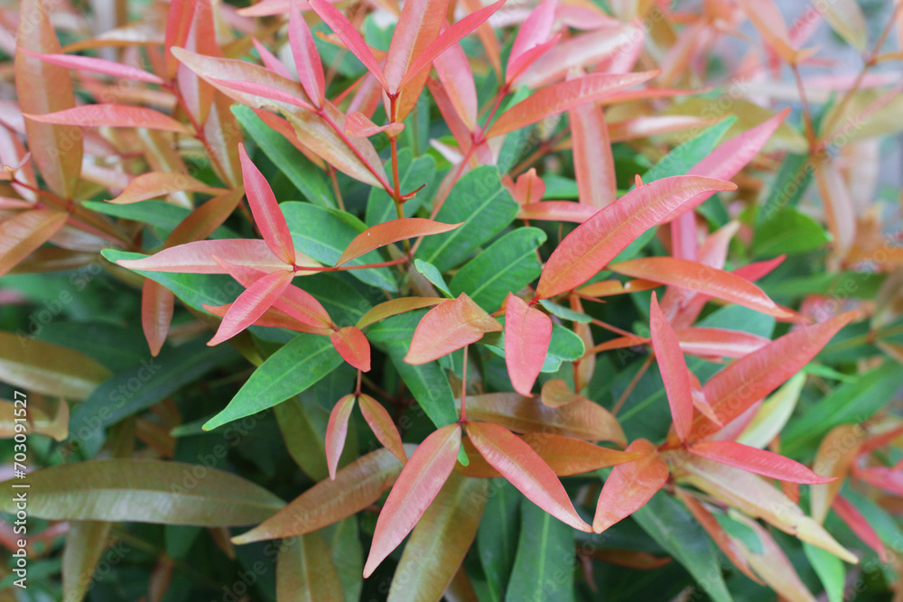 Pucuk merah, Syzygium australe, is a rainforest tree native to eastern ...