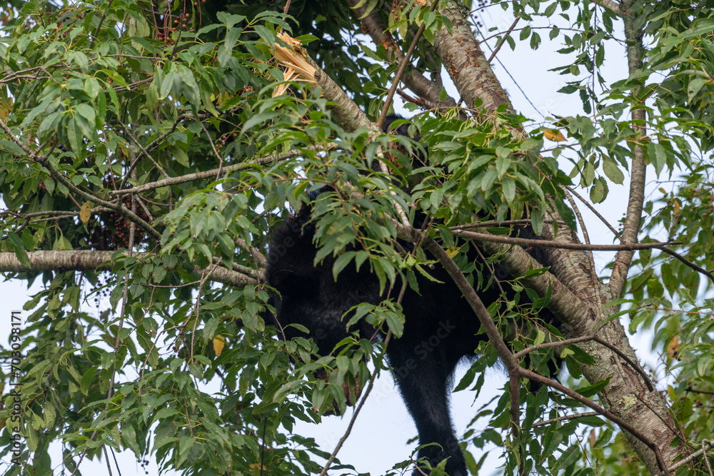 How Strong Is a Black Bear’s Bite.Bite force is measured with BFQ (Bite ...