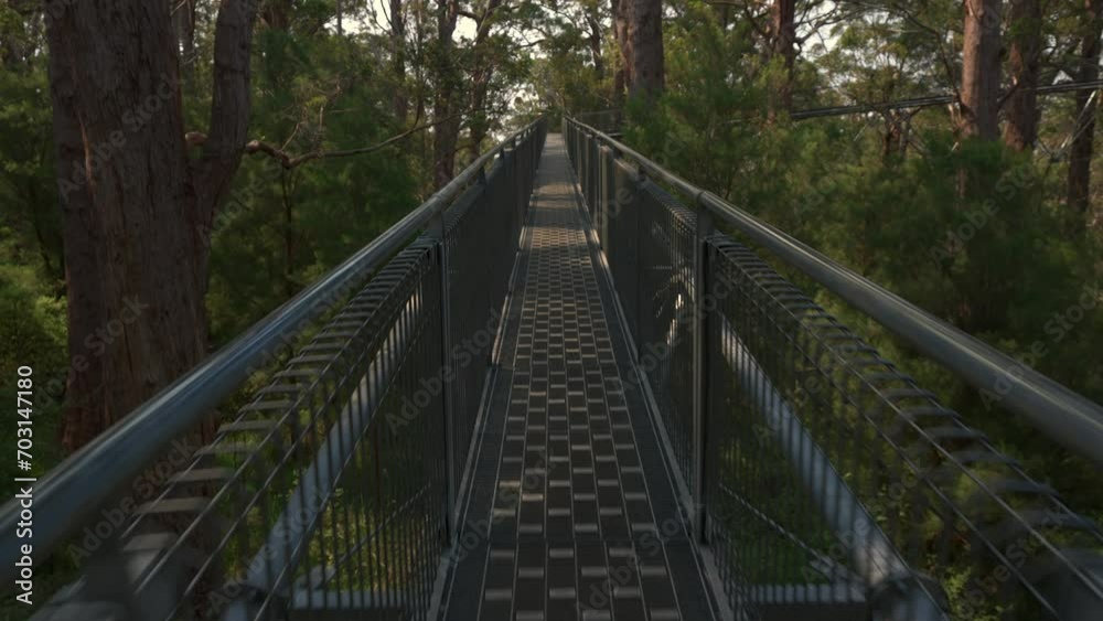 Tilt up reveal along the Valley of the giants tree top walk. A large ...