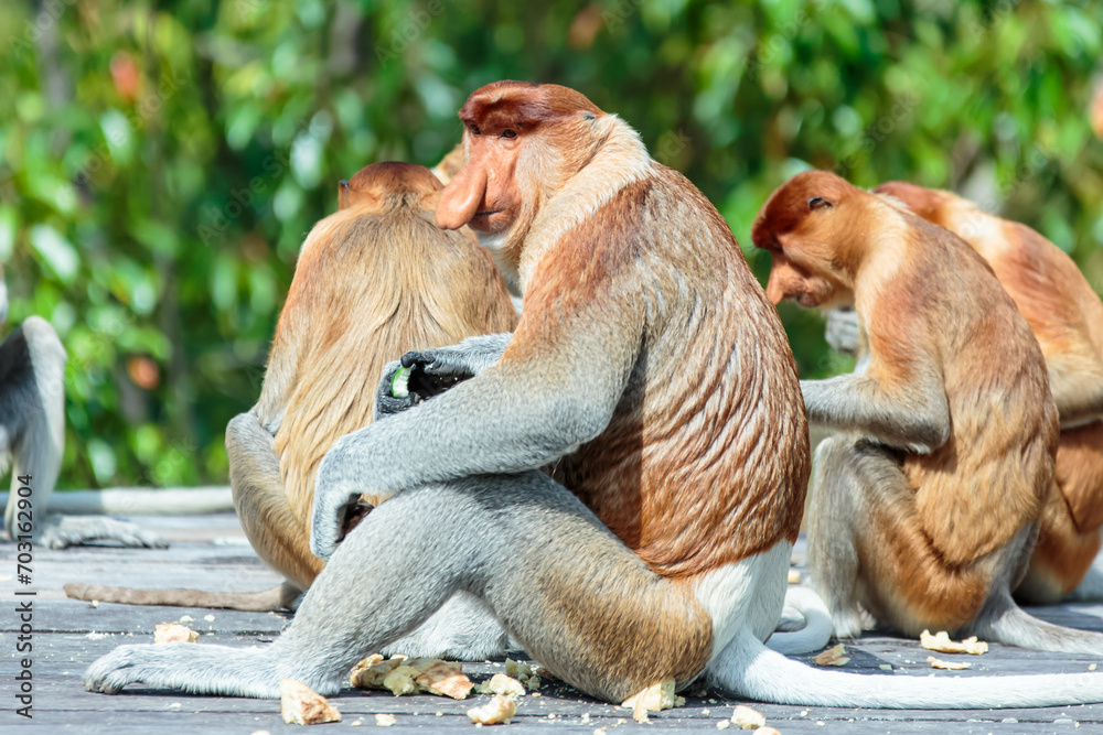 The proboscis monkey (Nasalis larvatus) or long-nosed monkey is a ...