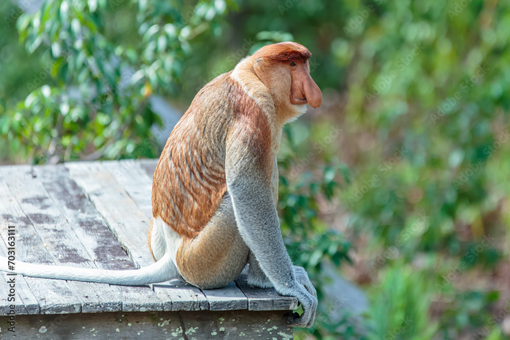 The proboscis monkey (Nasalis larvatus) or long-nosed monkey is a ...