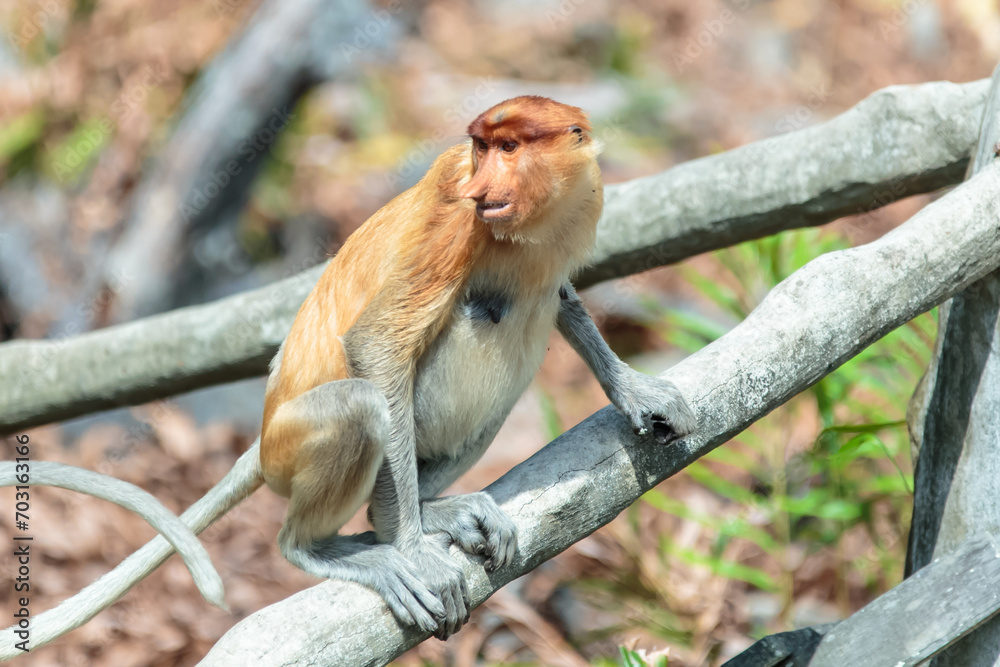 The proboscis monkey (Nasalis larvatus) or long-nosed monkey is a ...
