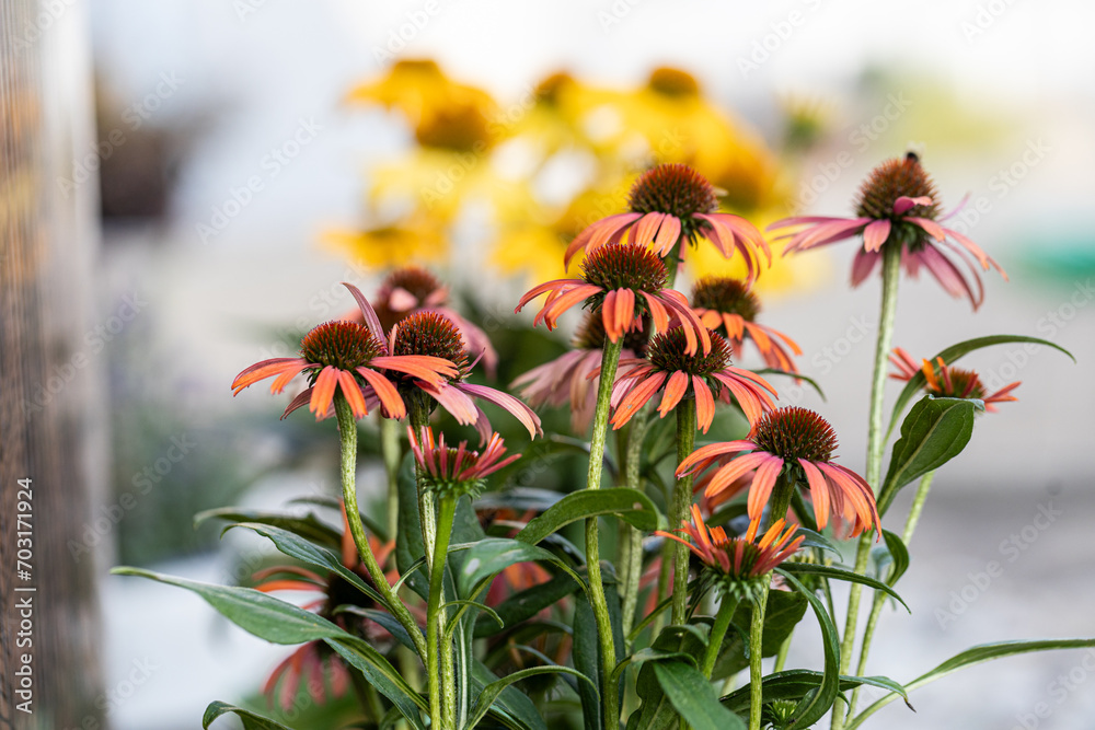 Coneflower Julia flowers - Latin name - Echinacea purpurea Julia ...