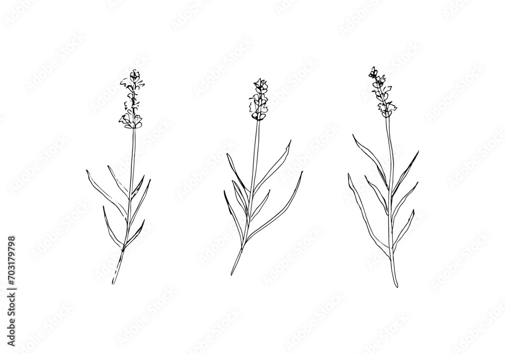 Lavender hand drawn sketch clipart illustration set isolated on white ...