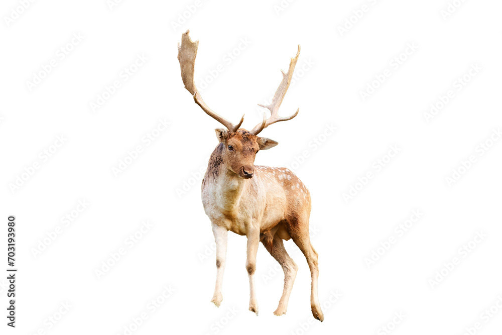 Isolated on a white background portrait of a deer with antlers looking ...