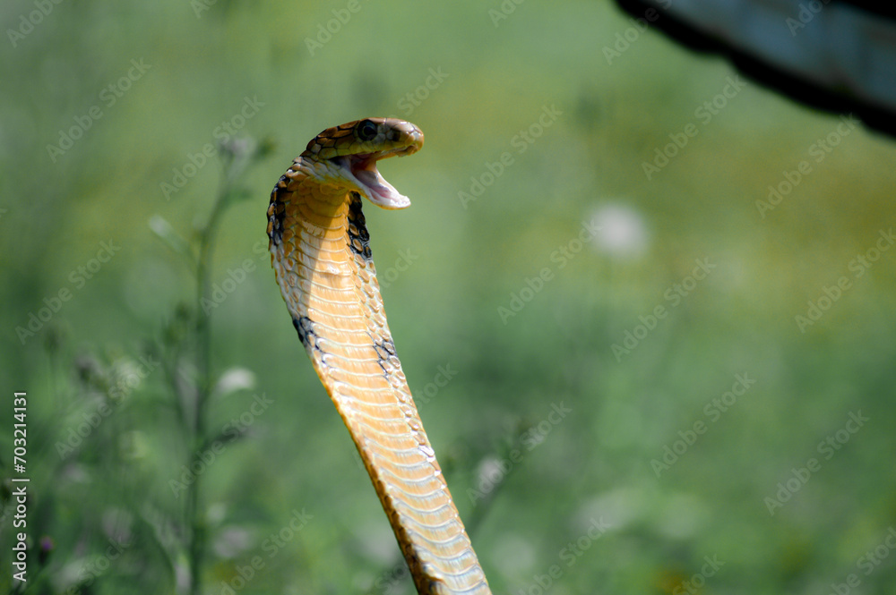 The King Cobra also known as the Ular Tedung Selar, Ngu Chongang, is ...
