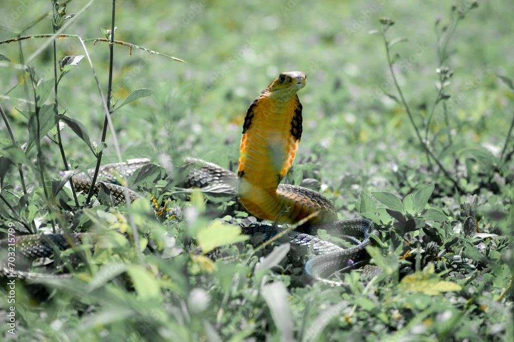 The King Cobra, also known as the Ular Tedung Selar, Ngu Chong-ang, is ...