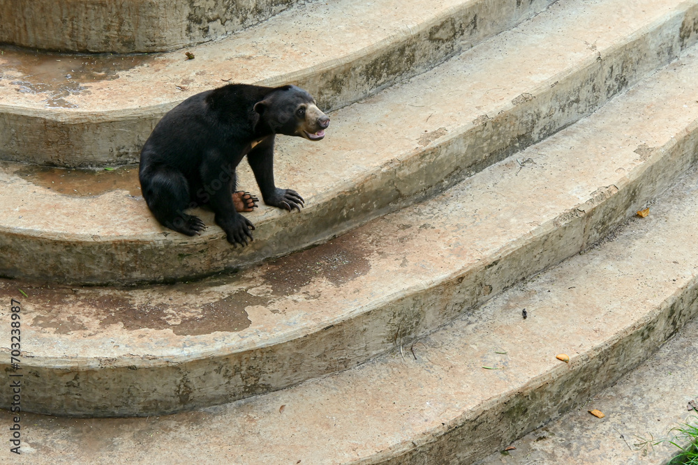 Sun Bear (Helarctos malayanus) was seen at the Ragunan Zoo in Jakarta ...