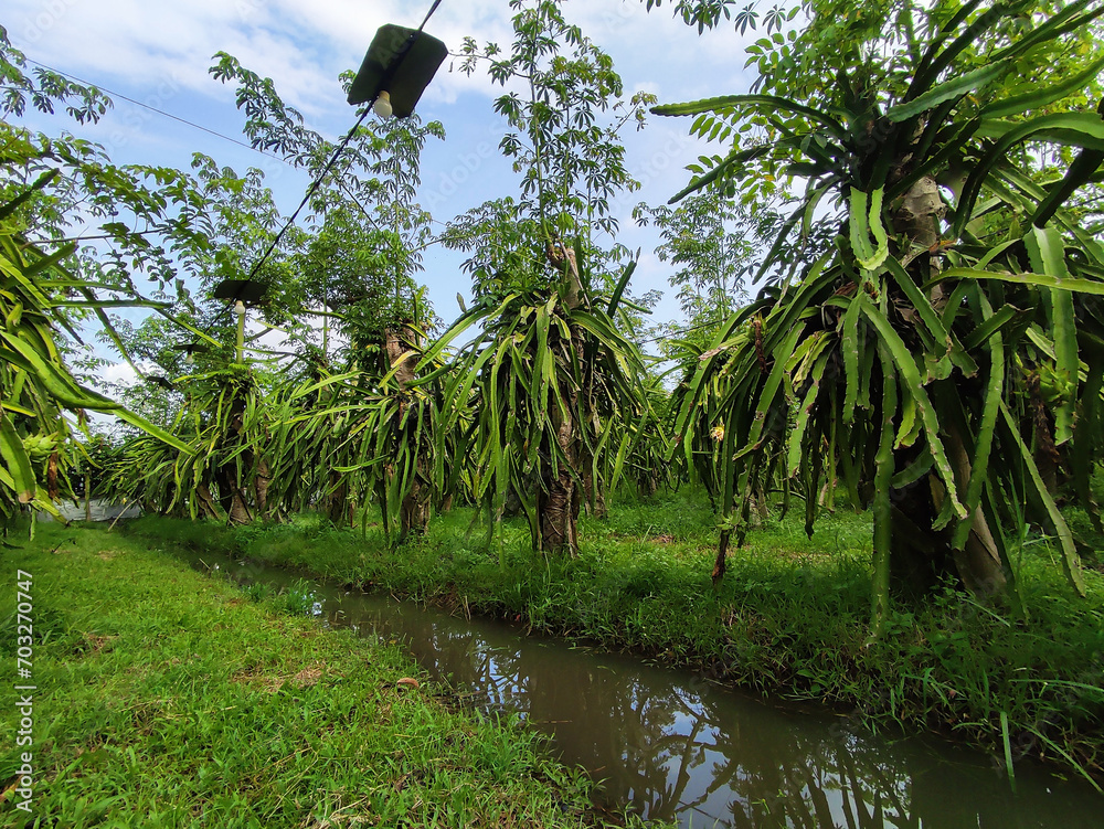 Red dragon fruit trees (Hylocereus polyrhizus) or Pitaya, flourish in one of the garden in ...