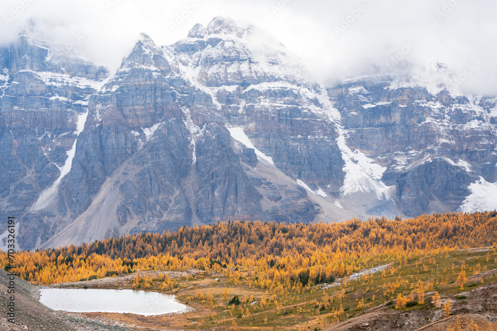 Golden yellow larch forest in Fall season. Larch Valley, Banff National ...